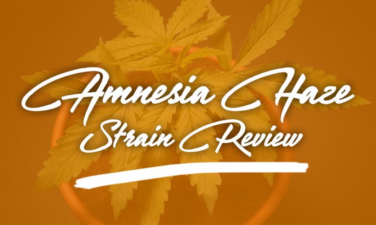 Amnesia Haze Cannabis Strain Review | Marijuana Seeds