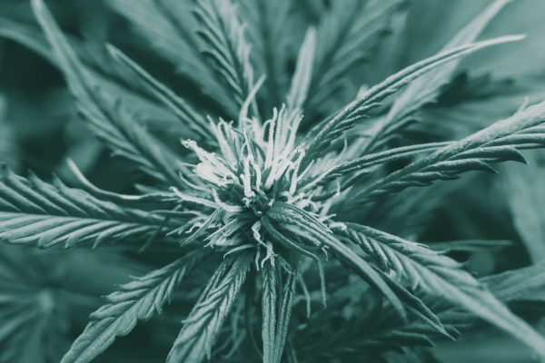 4 Amazing Uses of Technology in Cannabis