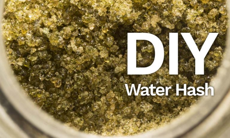 DIY Water Hash : Grower's Guide | Marijuana Seeds