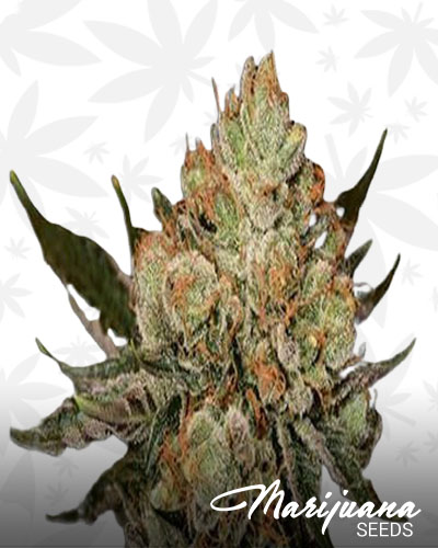 Alien Reunion Strain Information | Marijuana Seeds Alien Reunion Strain Information | Marijuana Seeds
