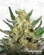 Alohaberry Information | Marijuana Seeds