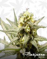 Area 51 Strain | Marijuana Seeds