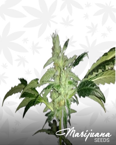 Candyland X Chernobyl Strain Information | Marijuana Seeds Candyland X Chernobyl Strain Information | Marijuana Seeds