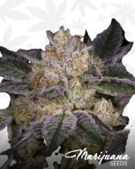 Moonbow Marijuana Seeds | Cannabis Strain Information