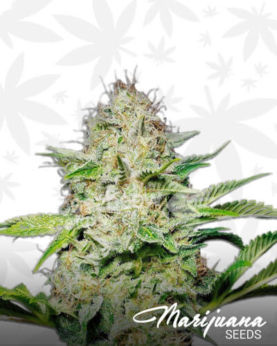 AK 47 Auto Strain | Marijuana Seeds