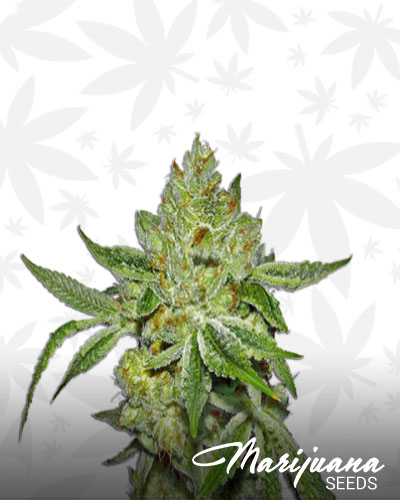 Acid Reign Strain | Marijuana Seeds