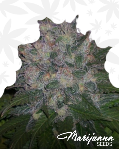 Albino Rhino Strain | Marijuana Seeds