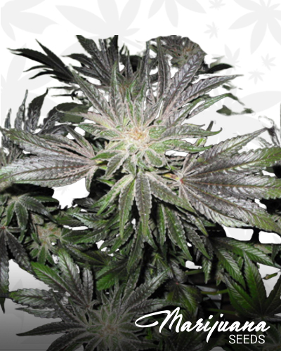 Alien Dog V2 Strain | Marijuana Seeds