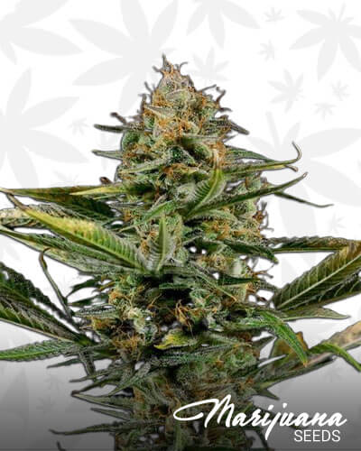 Amnesia Kush Strain | Marijuana Seeds