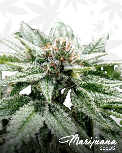 Atom Splitter Strain | Marijuana Seeds