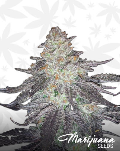 Auto Grape Pie Strain | Marijuana Seeds
