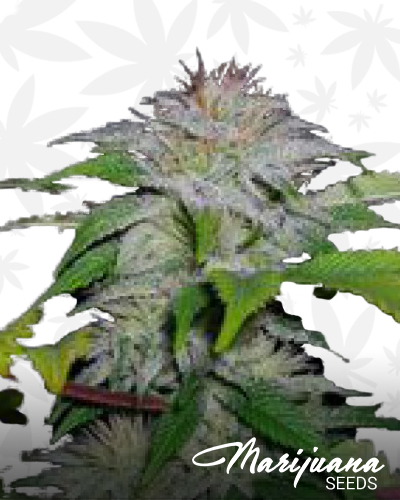 Auto White Candy Strain | Marijuana Seeds