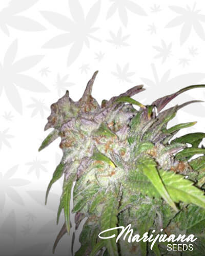 Grandma's Sugar Cookies Strain | Marijuana Seeds