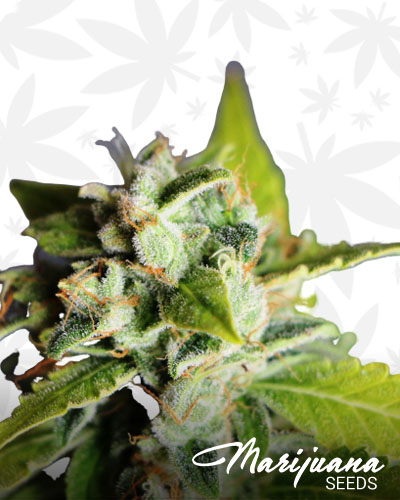 Princess's Tiara Strain | Marijuana Seeds