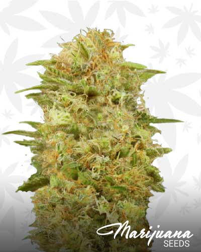 Swiss Gold Strain | Marijuana Seeds