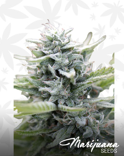 The Bling Strain | Marijuana Seeds The Bling Strain | Marijuana Seeds