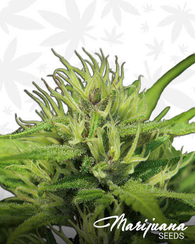Willy G's Lebanese Strain | Marijuana Seeds