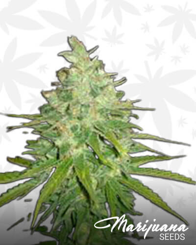 Black Afghani Kush Strain | Marijuana Seeds