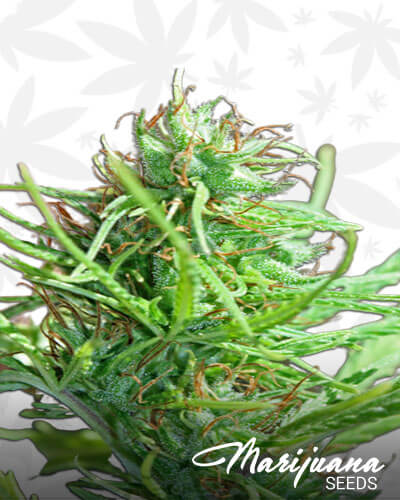 Black Congolese IX Strain | Marijuana Seeds