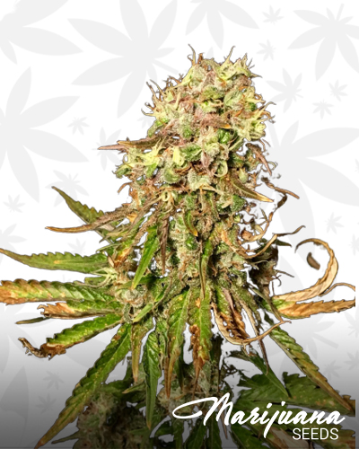 Black Sugar Strain | Marijuana Seeds