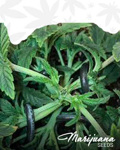 Blue Afghan x Sour Diesel Strain | Marijuana Seeds