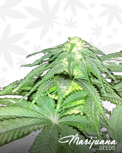 Blue Headwreck Strain | Marijuana Seeds