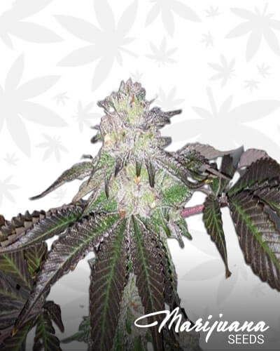 Bomb Threat (Aka: #7) Strain | Marijuana Seeds