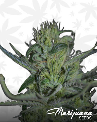 Boudica (Aka: Warrior Princess) Strain | Marijuana Seeds