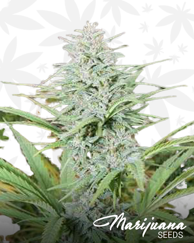 Brain Damage Strain | Marijuana Seeds