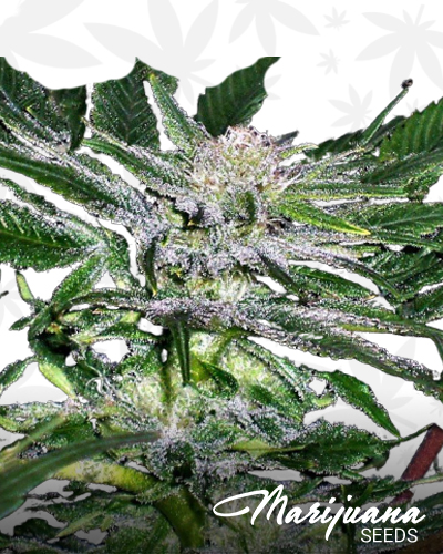 Bride of Godzilla Strain | Marijuana Seeds