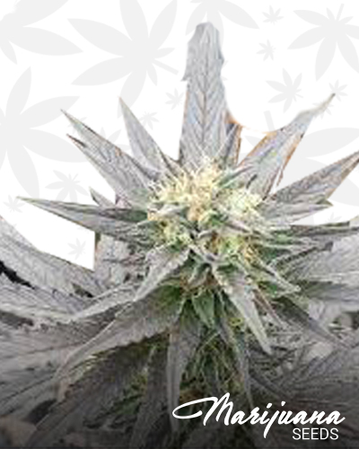 Brown Sugar Strain | Marijuana Seeds