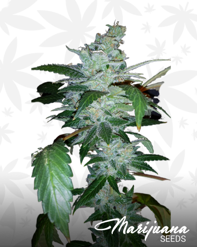 Brutal SweetTooth Strain | Marijuana Seeds