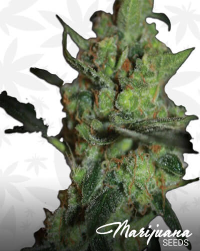 California Nugget Strain | Marijuana Seeds