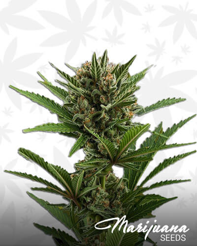Candy Caramelo Fast Flowering Strain | Marijuana Seeds