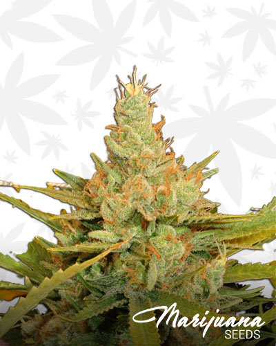 Dunk-A-Roos Strain | Marijuana Seeds