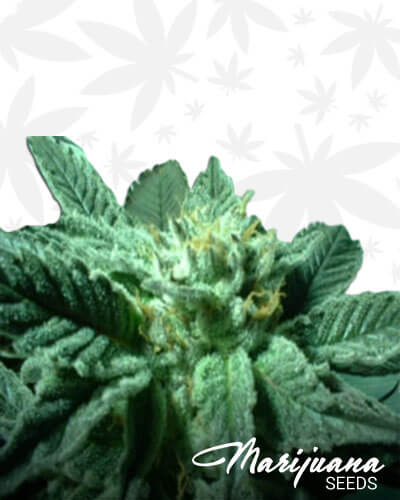 Dutch Treat x Hashplant Strain | Marijuana Seeds