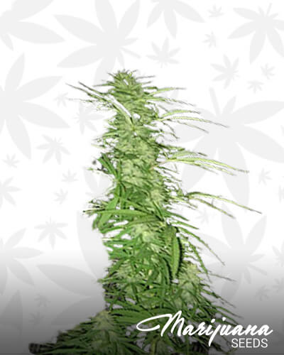 Nigerian Yoruba Strain | Marijuana Seeds
