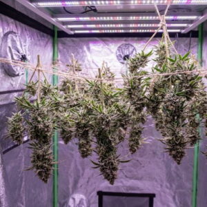 Banana Cream Cake Feminized Marijuana Seeds | MarijuanaSeeds.com