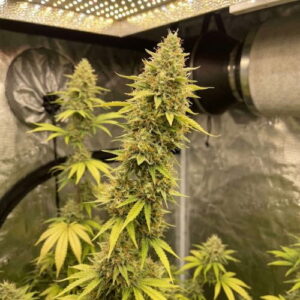 Banana Cream Cake Feminized Marijuana Seeds | MarijuanaSeeds.com