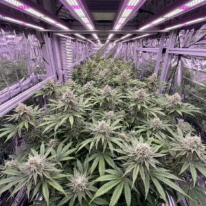 Discover the Best Cherry Strains | Marijuana Seeds