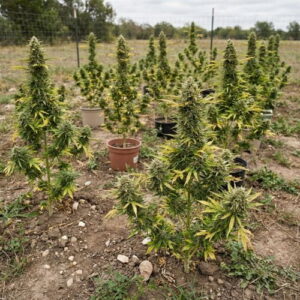 Banana Cream Cake Feminized Marijuana Seeds | MarijuanaSeeds.com