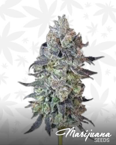 Orange Cookies x Sherb Crasher Strain | Marijuana Seeds