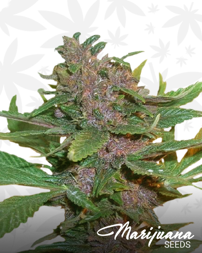 Pakistan Chitral Strain | Marijuana Seeds