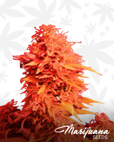 Redbeard Cookies Strain | Marijuana Seeds