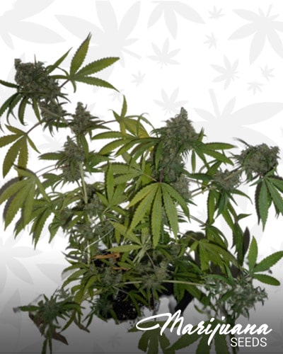 Romulan x Celestial Temple Sativa Strain | Marijuana Seeds