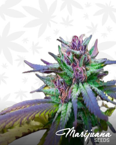 Sapphire Sunset Strain | Marijuana Seeds