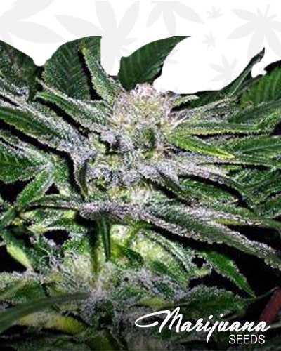 Shaved Monkey Strain | Marijuana Seeds