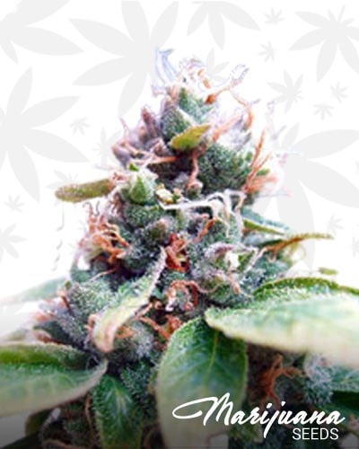 Snowcap Romulan Strain | Marijuana Seeds Snowcap Romulan Strain | Marijuana Seeds
