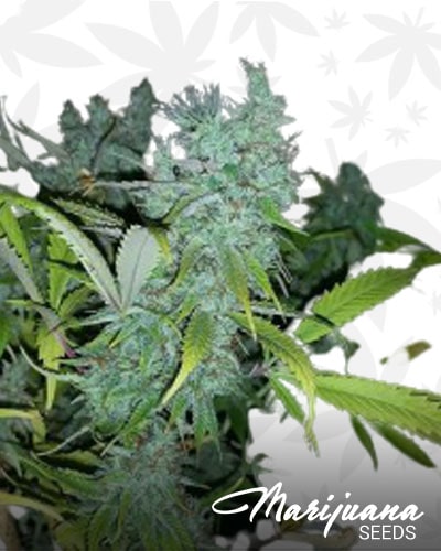 The 90's Haze Strain | Marijuana Seeds