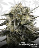 Italian Ice | Marijuana Seeds